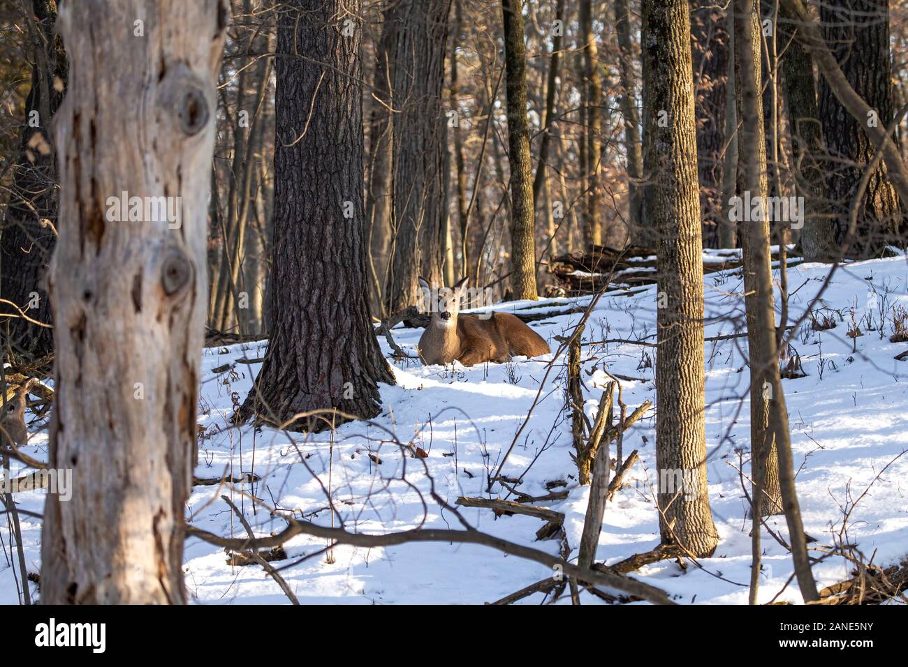 Deer. The white-tailed deer also known as the whitetail or Virginia ...