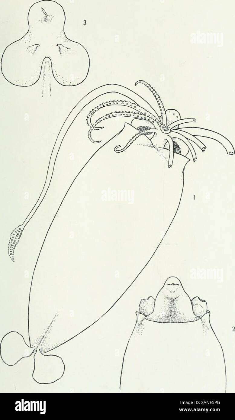 Helicocranchia pfefferi hi-res stock photography and images - Alamy