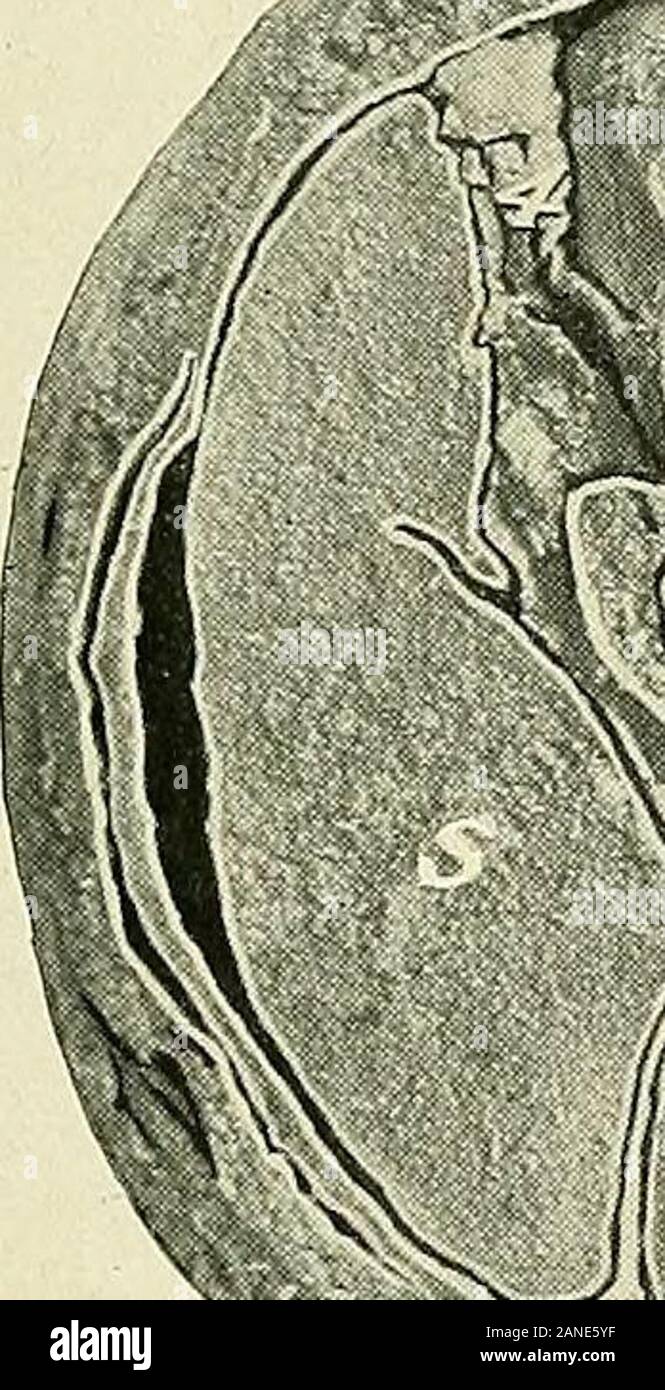 A text-book of clinical anatomy : for students and practitioners . n as ...
