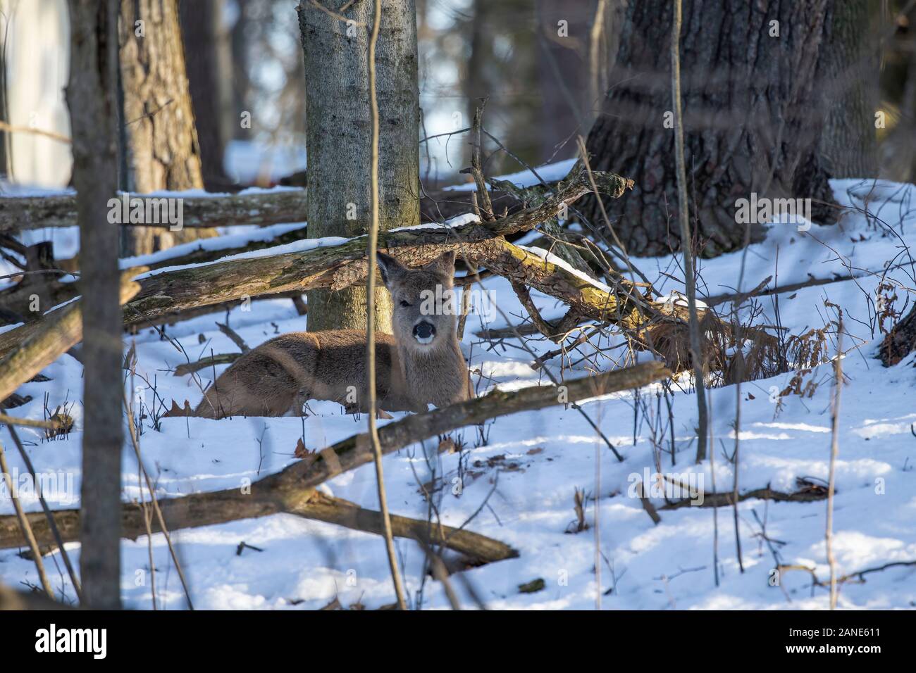 Deer. The white-tailed deer also known as the whitetail or Virginia ...
