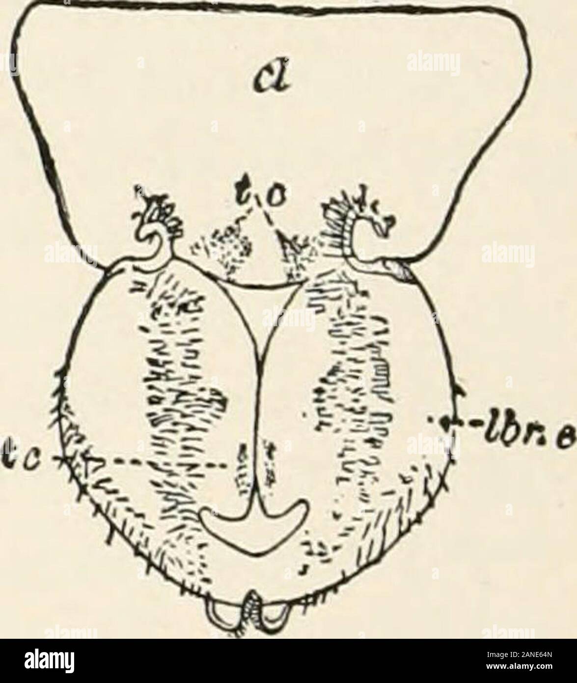 Labrum Anatomy High Resolution Stock Photography and Images - Alamy