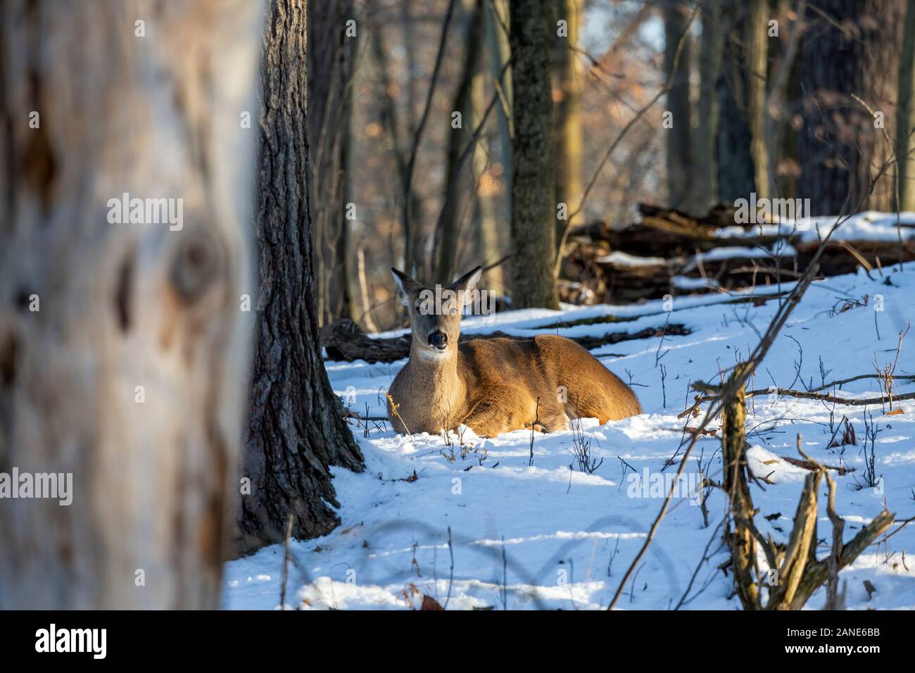 Deer. The white-tailed deer also known as the whitetail or Virginia ...
