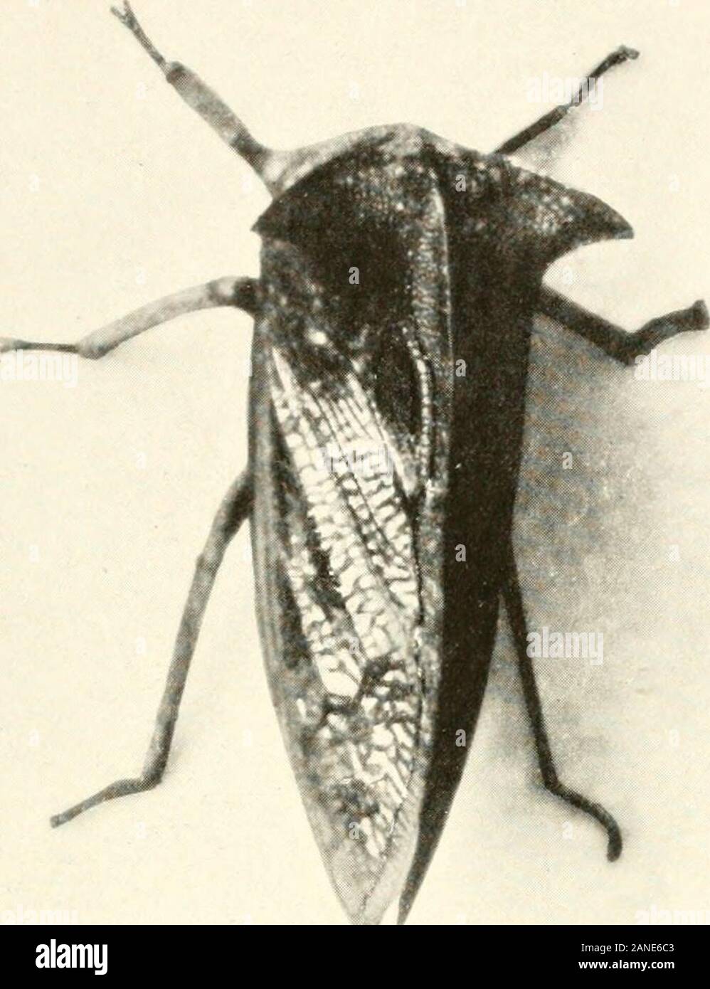 Insect Stages Real Pictures Of