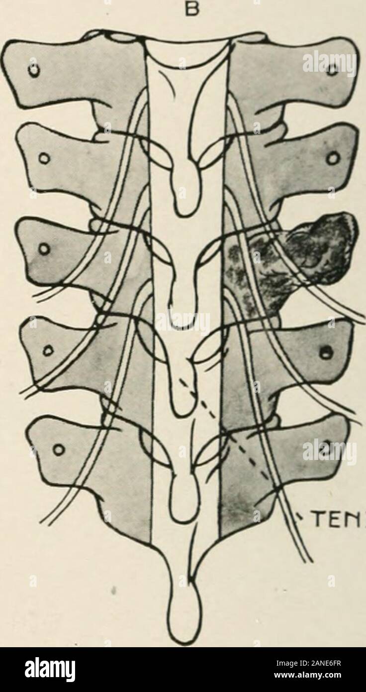 AMAarchives of neurology & psychiatry . TEMDEFt 5Pin£ Fig. 8 ...