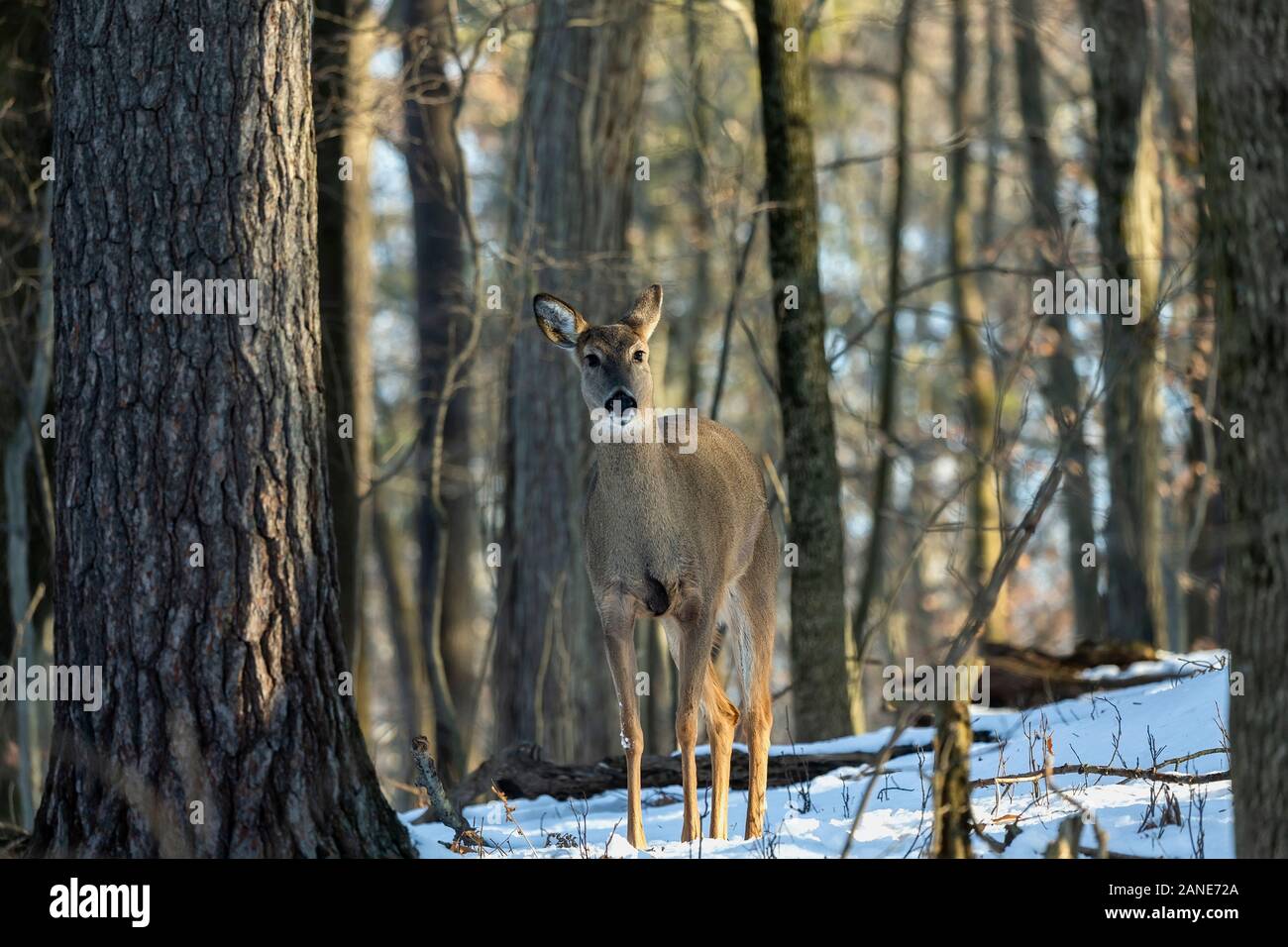 Deer. The white-tailed deer also known as the whitetail or Virginia ...