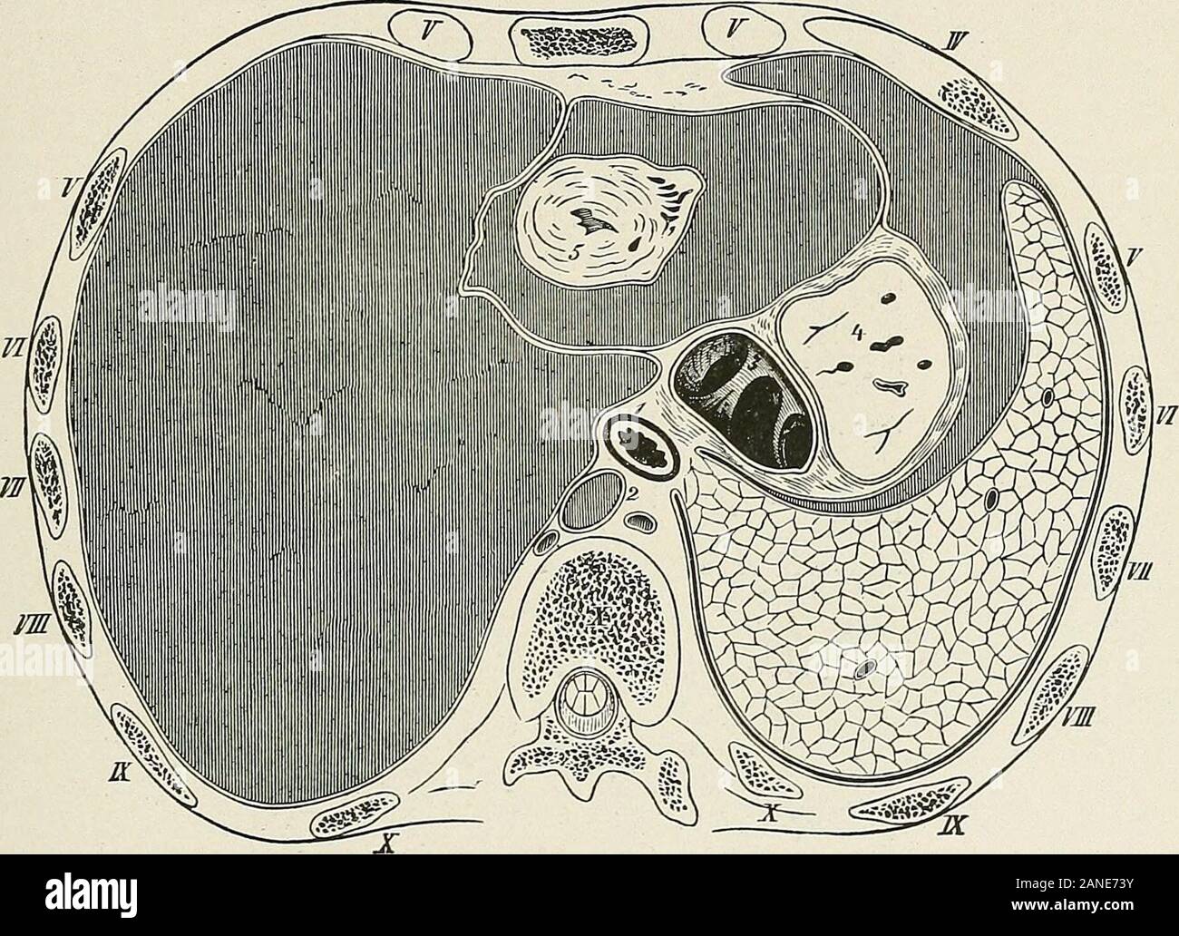 Pleural diseases hi-res stock photography and images - Alamy