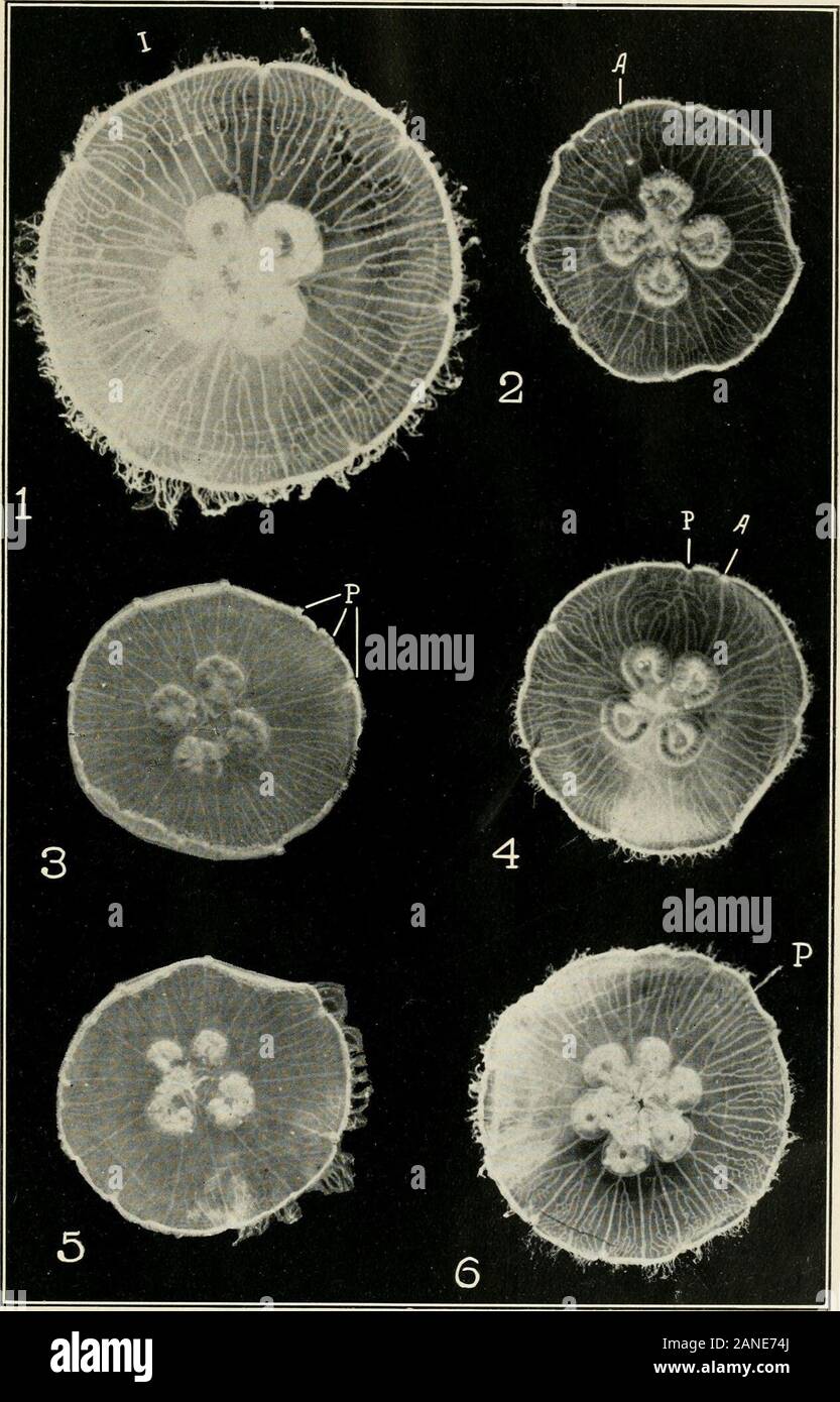 Rhopalium hi-res stock photography and images - Alamy