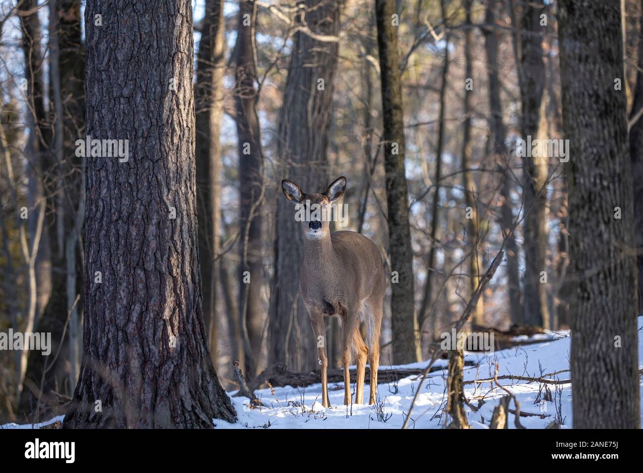 White tailed deer hidden in forest hi-res stock photography and images ...