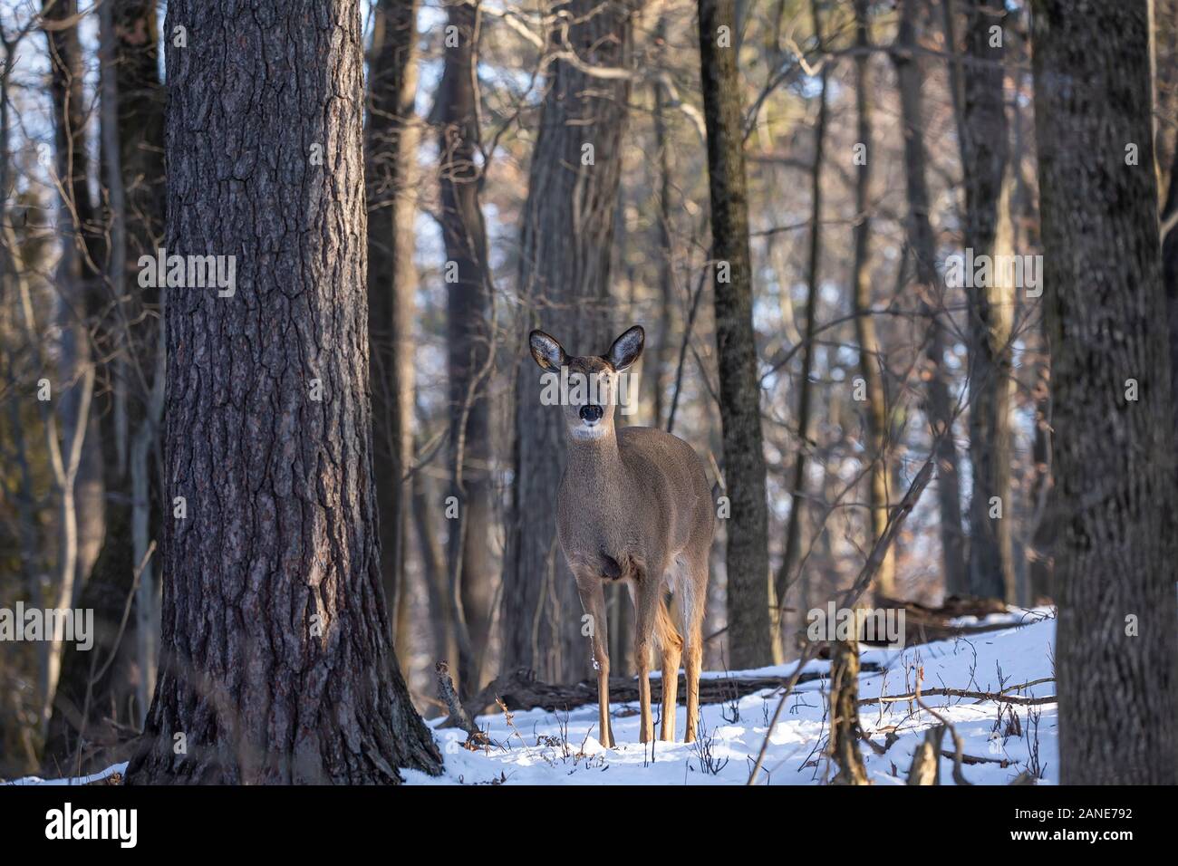 Deer. The white-tailed deer also known as the whitetail or Virginia ...