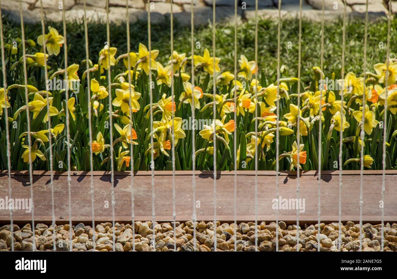 Blooming beautiful colorful fresh natural flowers in view Stock Photo ...