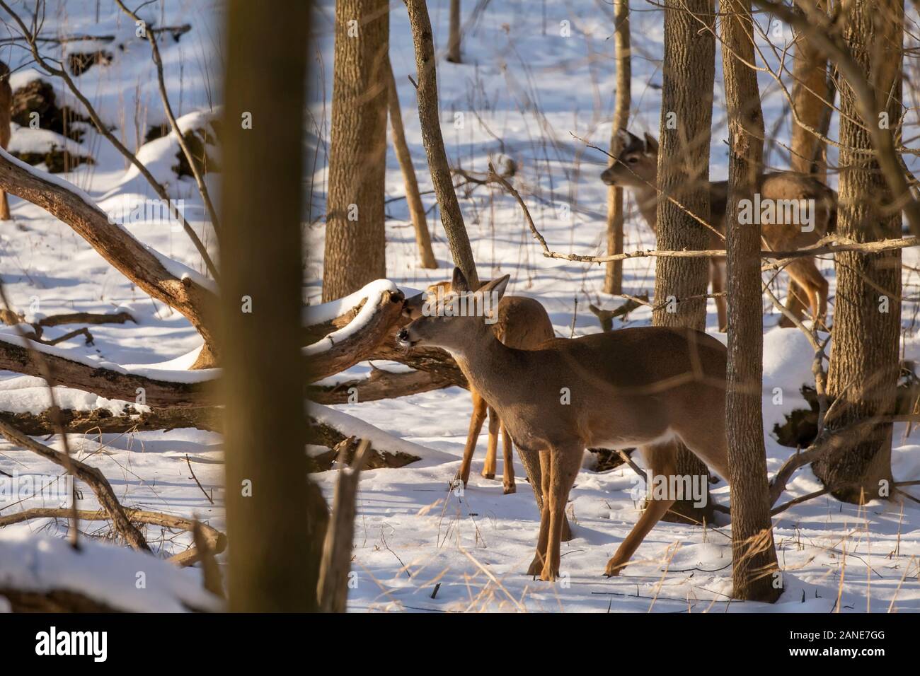 Deer. The white-tailed deer also known as the whitetail or Virginia ...