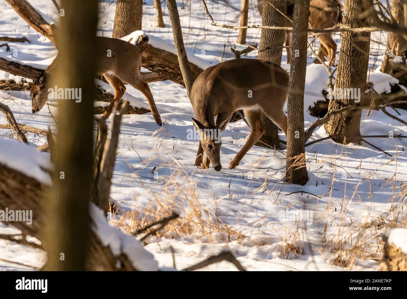 Deer. The white-tailed deer also known as the whitetail or Virginia ...