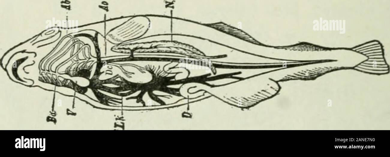 Fish for beginners hi-res stock photography and images - Alamy