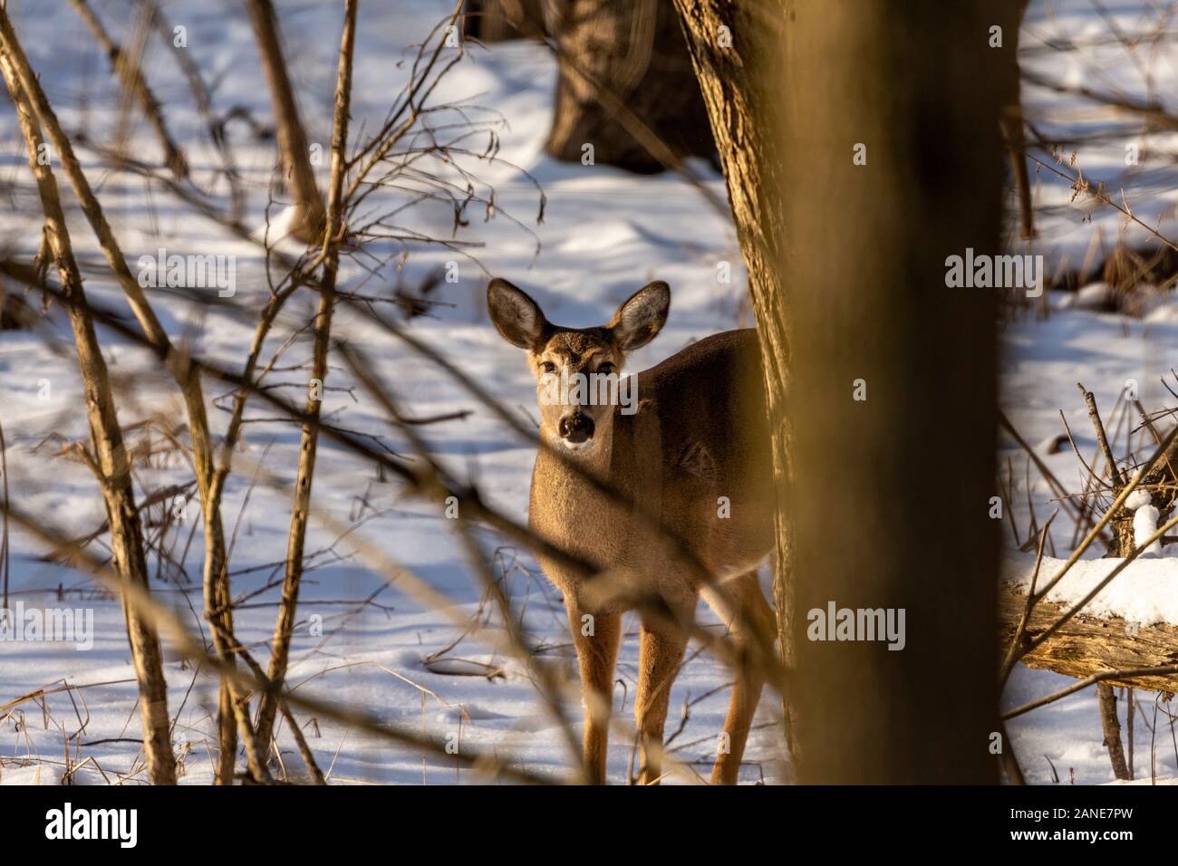 Deer. The white-tailed deer also known as the whitetail or Virginia ...