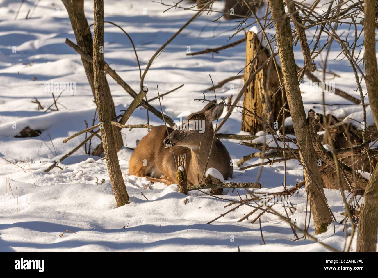 Deer. The white-tailed deer also known as the whitetail or Virginia ...