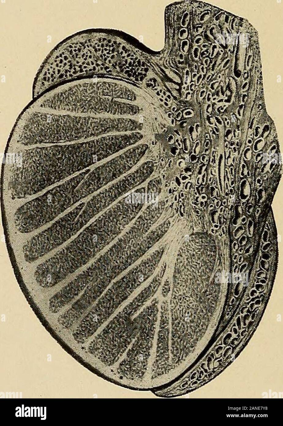 The glands of life : a contribution to the study of organotherapy ...