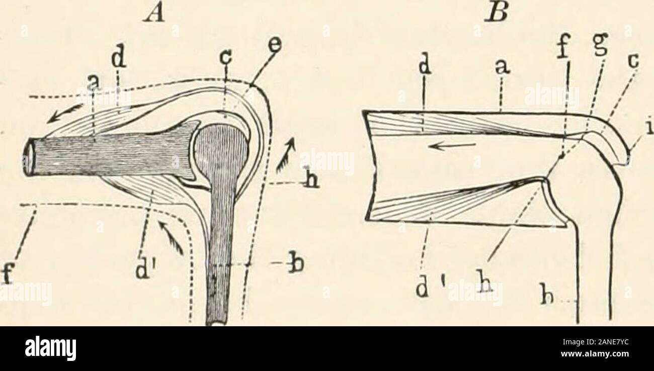 A text-book of entomology, including the anatomy, physiology ...