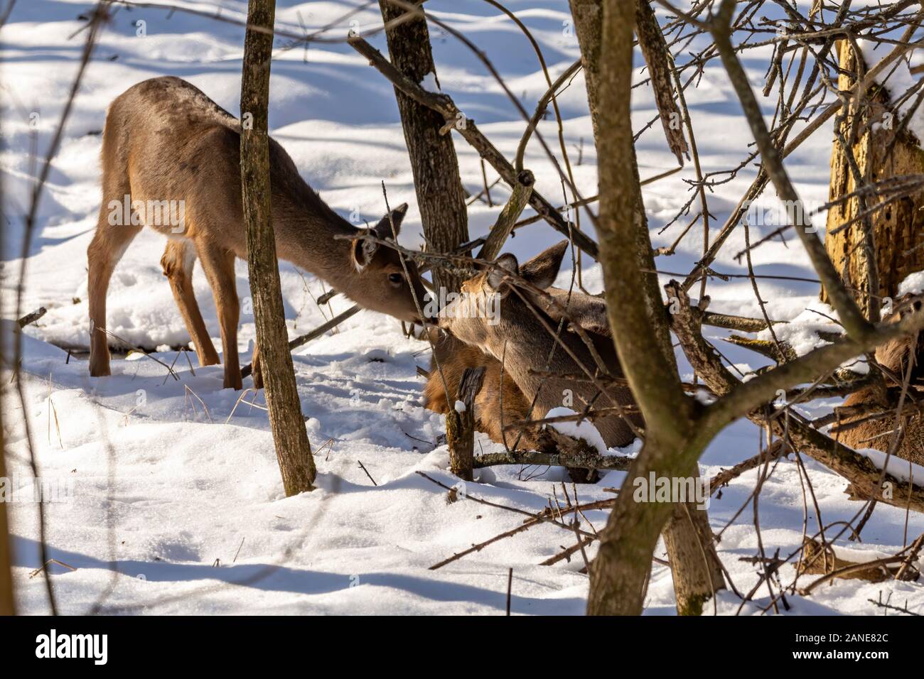 Deer. The white-tailed deer also known as the whitetail or Virginia ...