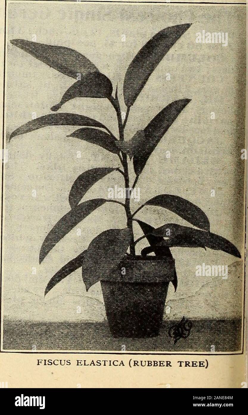 Strongyoung hi-res stock photography and images - Alamy