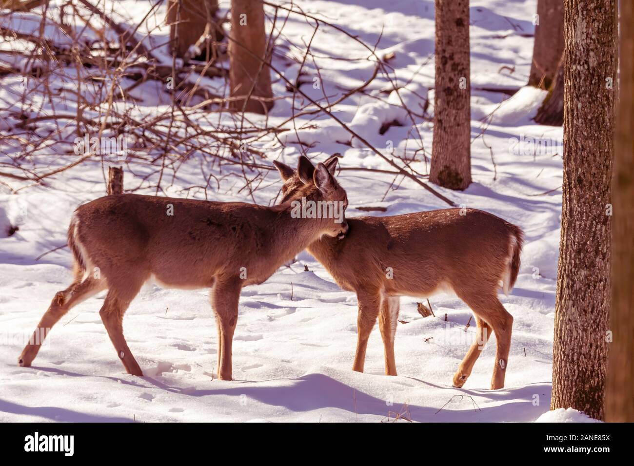 Deer. The white-tailed deer also known as the whitetail or Virginia ...