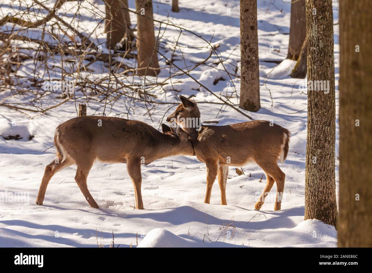 Deer. The white-tailed deer also known as the whitetail or Virginia ...