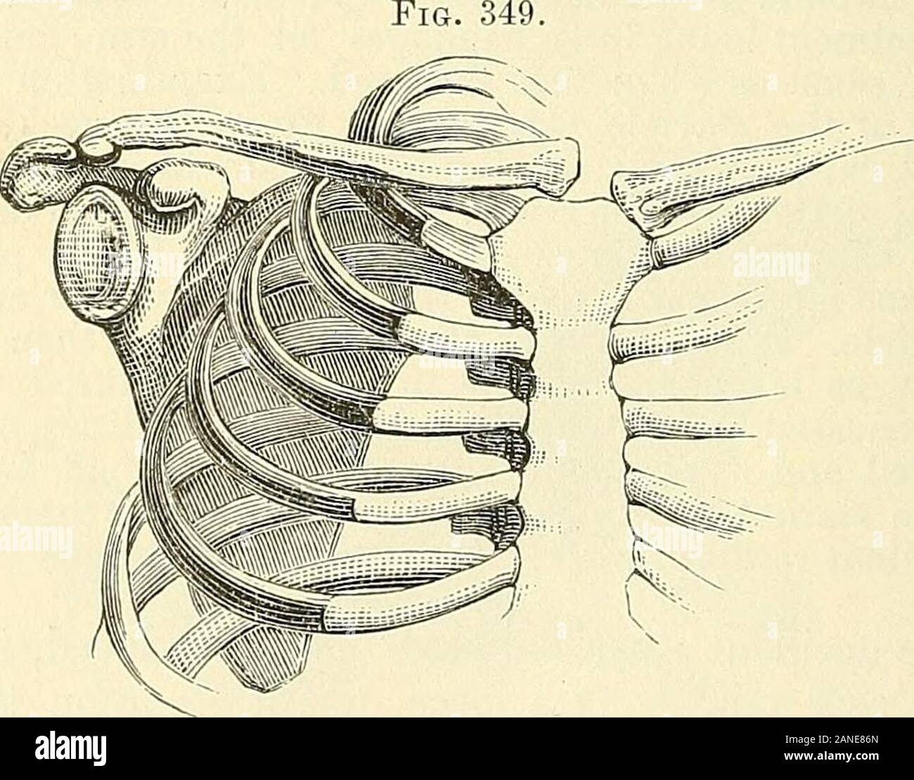 Sternal fractures hi-res stock photography and images - Alamy