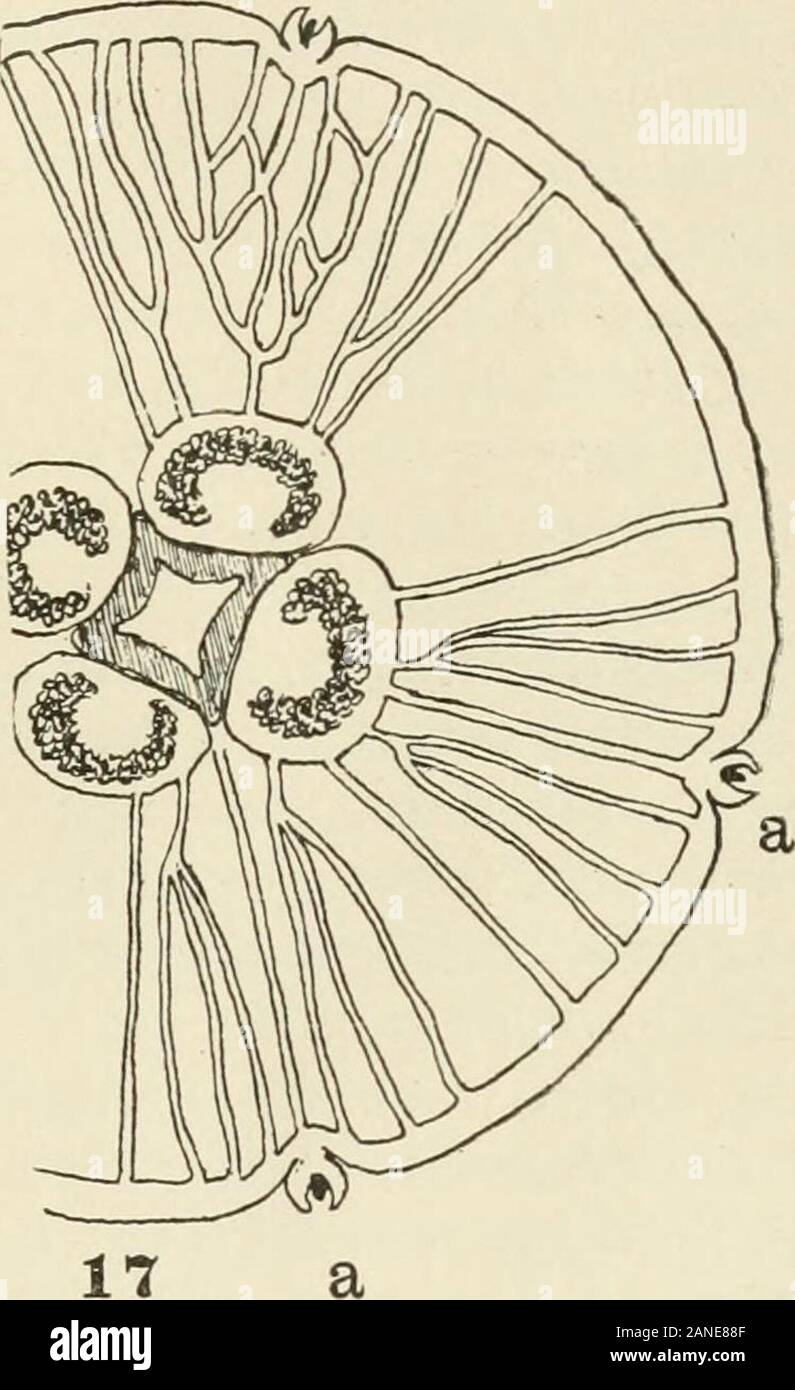 Rhopalium hi-res stock photography and images - Alamy
