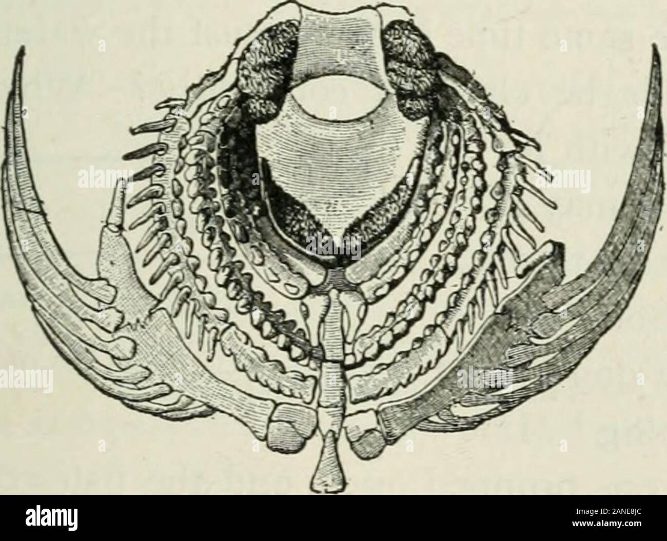 Beginners' zoology . The bony supports of thegills, called the gill ...