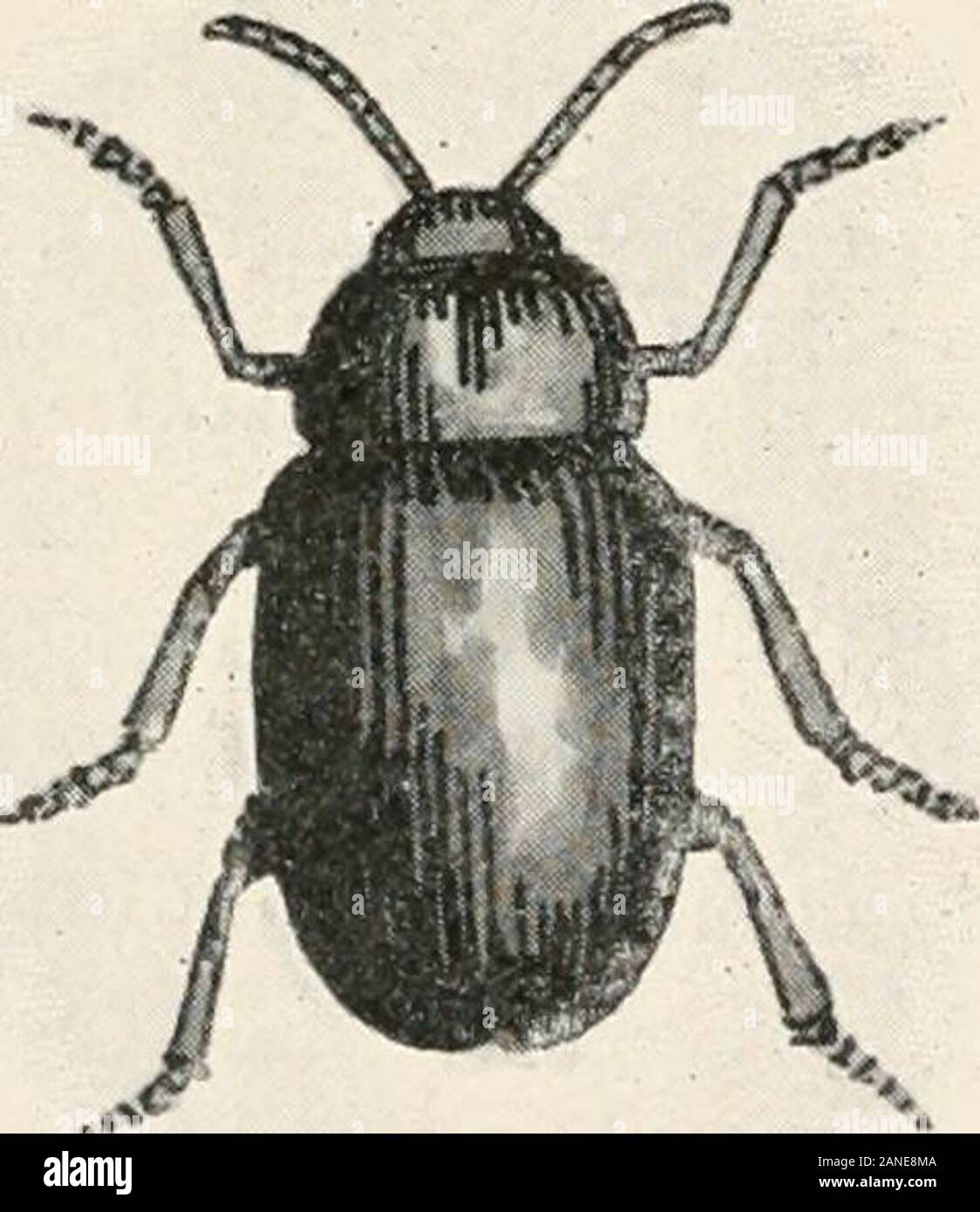 Entomology kirby hi-res stock photography and images - Alamy