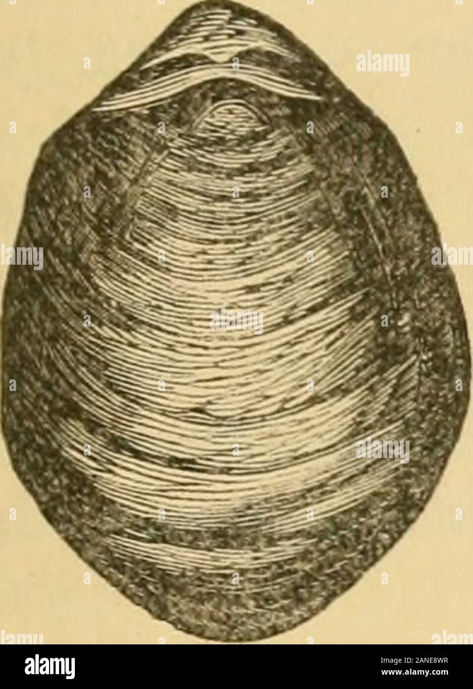 P oblongus hi-res stock photography and images - Alamy