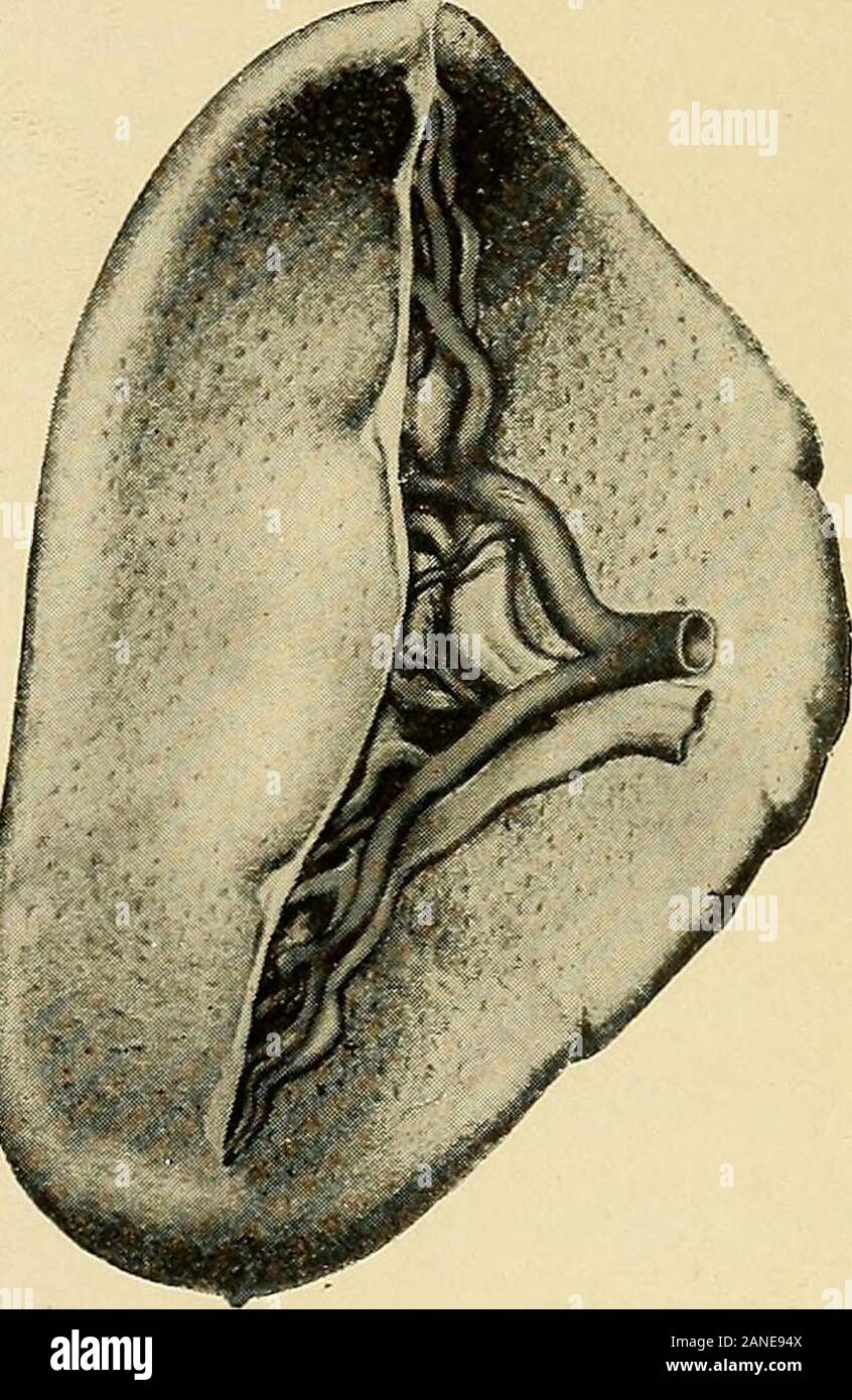 The glands of life : a contribution to the study of organotherapy ...