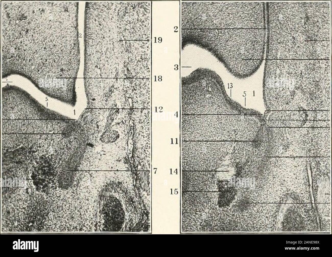 Contributions to the anatomy and development of the salivary glands in ...