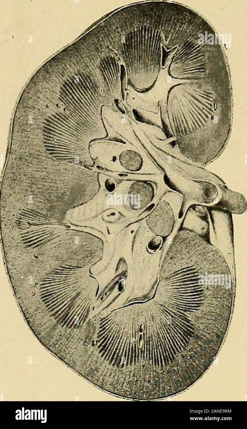 The glands of life : a contribution to the study of organotherapy ...