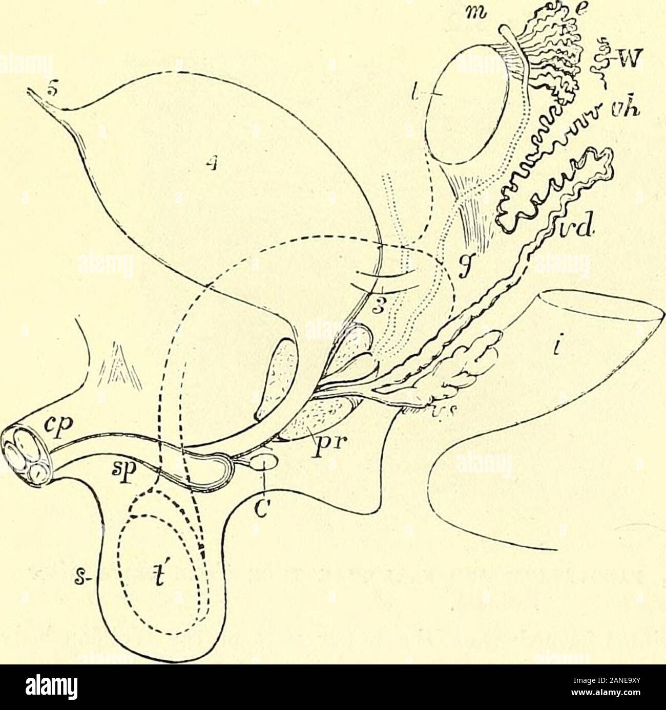Quain's elements of anatomy . e is the now well-known body of ...