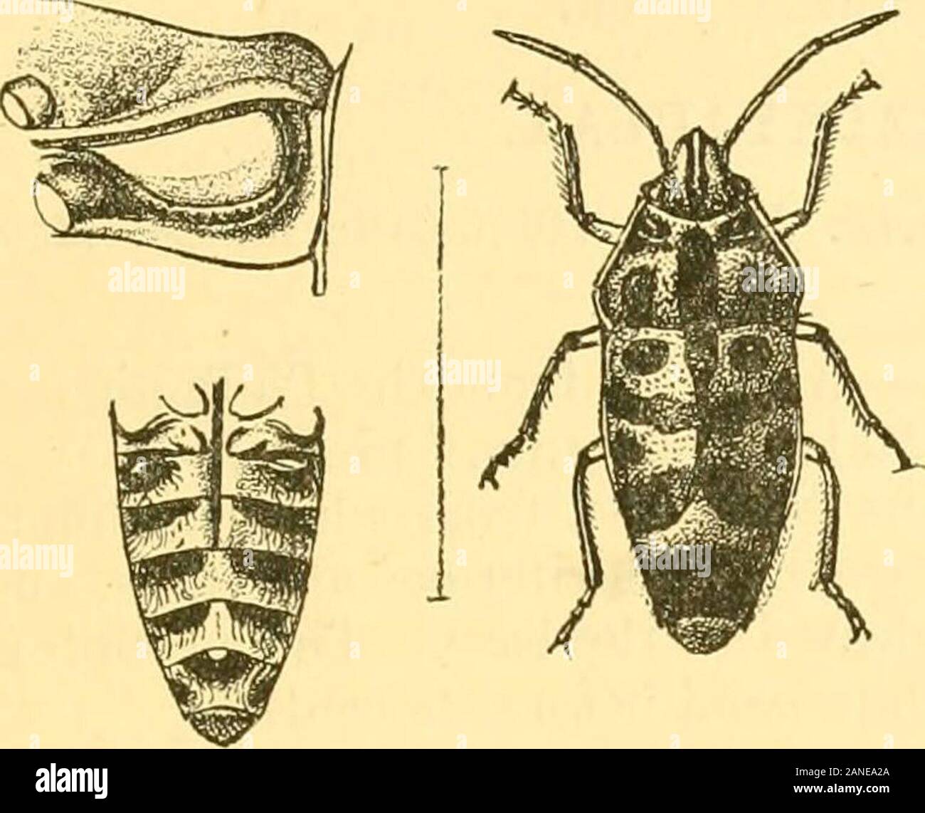 Amy triangular hi-res stock photography and images - Alamy