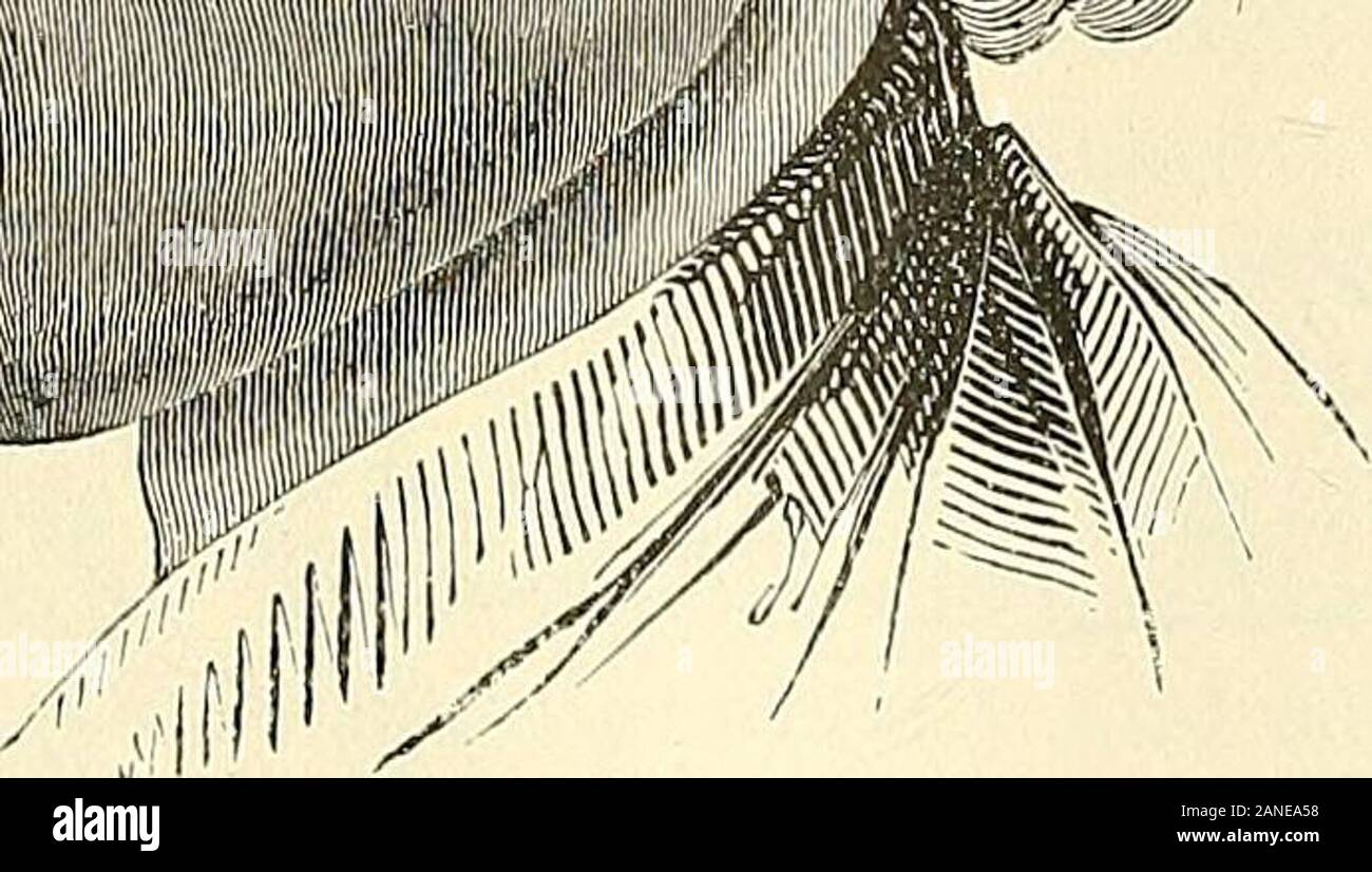 A practical treatise on fractures and dislocations . ;,v ;., .. If II1 ...