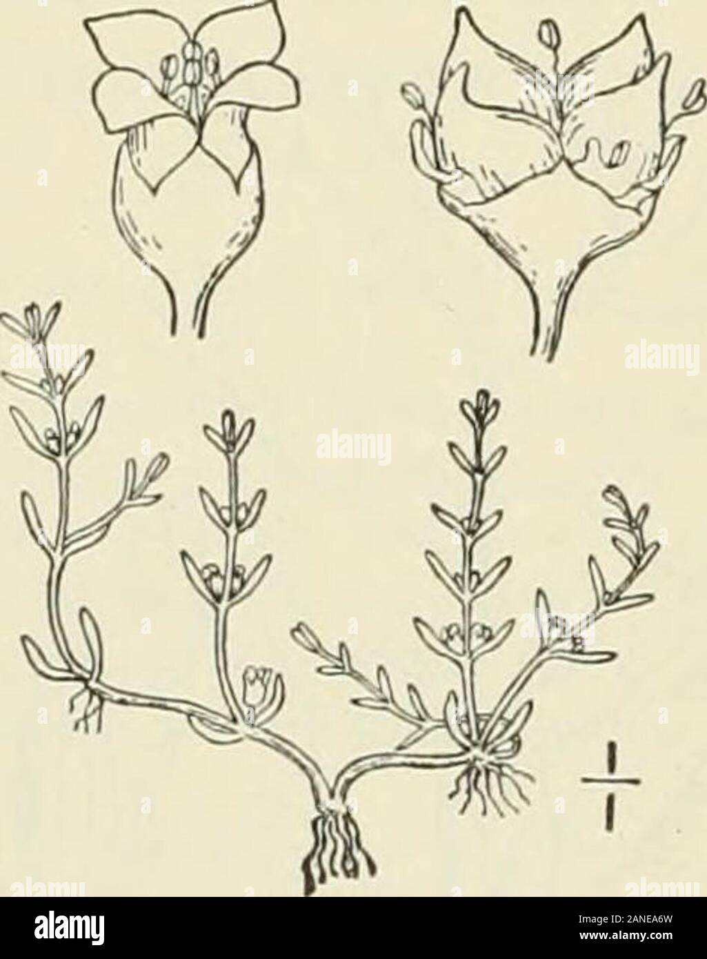 Tillaea aquatica hi-res stock photography and images - Alamy