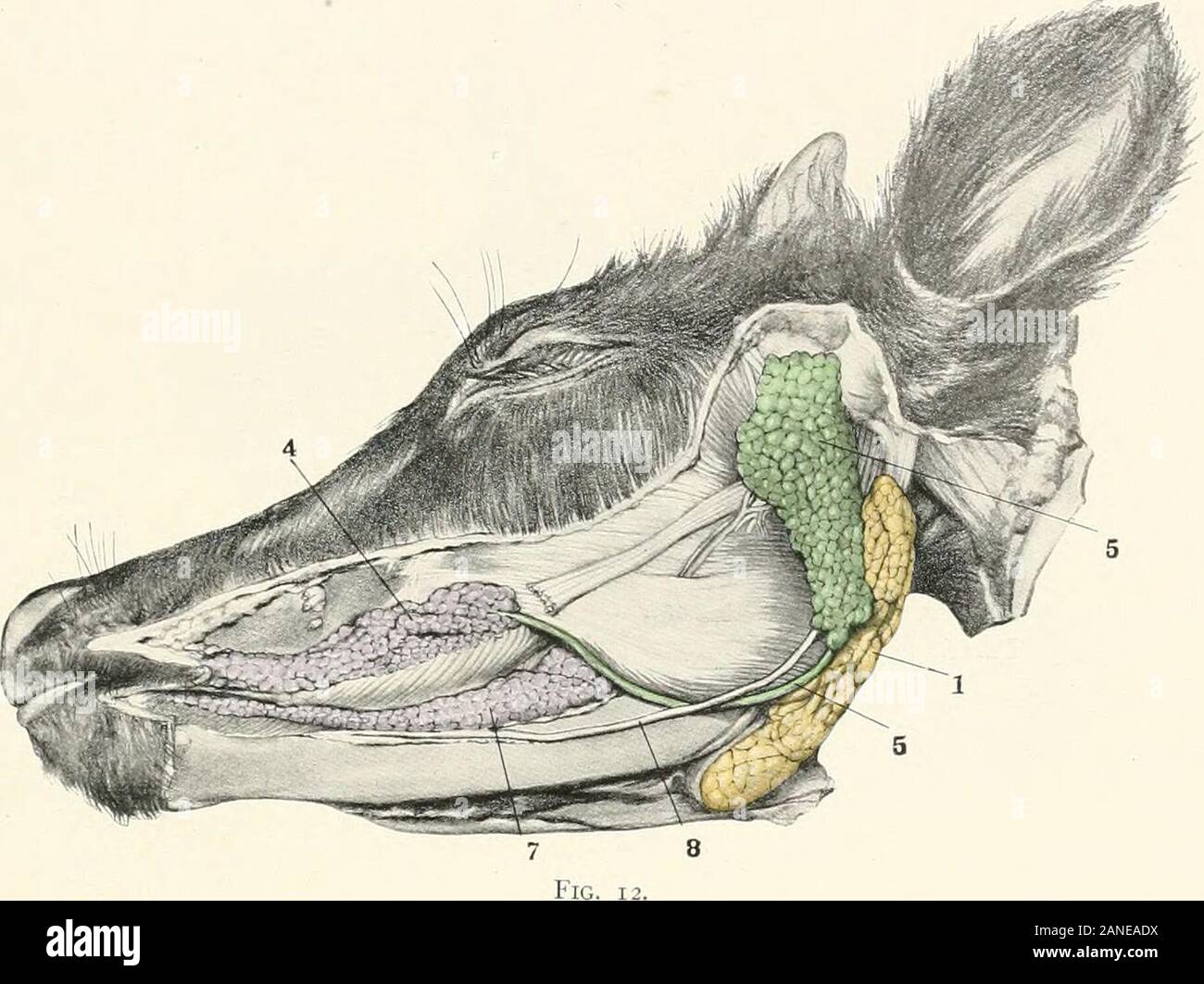 Contributions to the anatomy and development of the salivary glands in ...