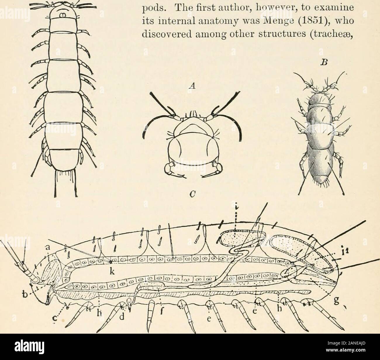 A text-book of entomology, including the anatomy, physiology ...