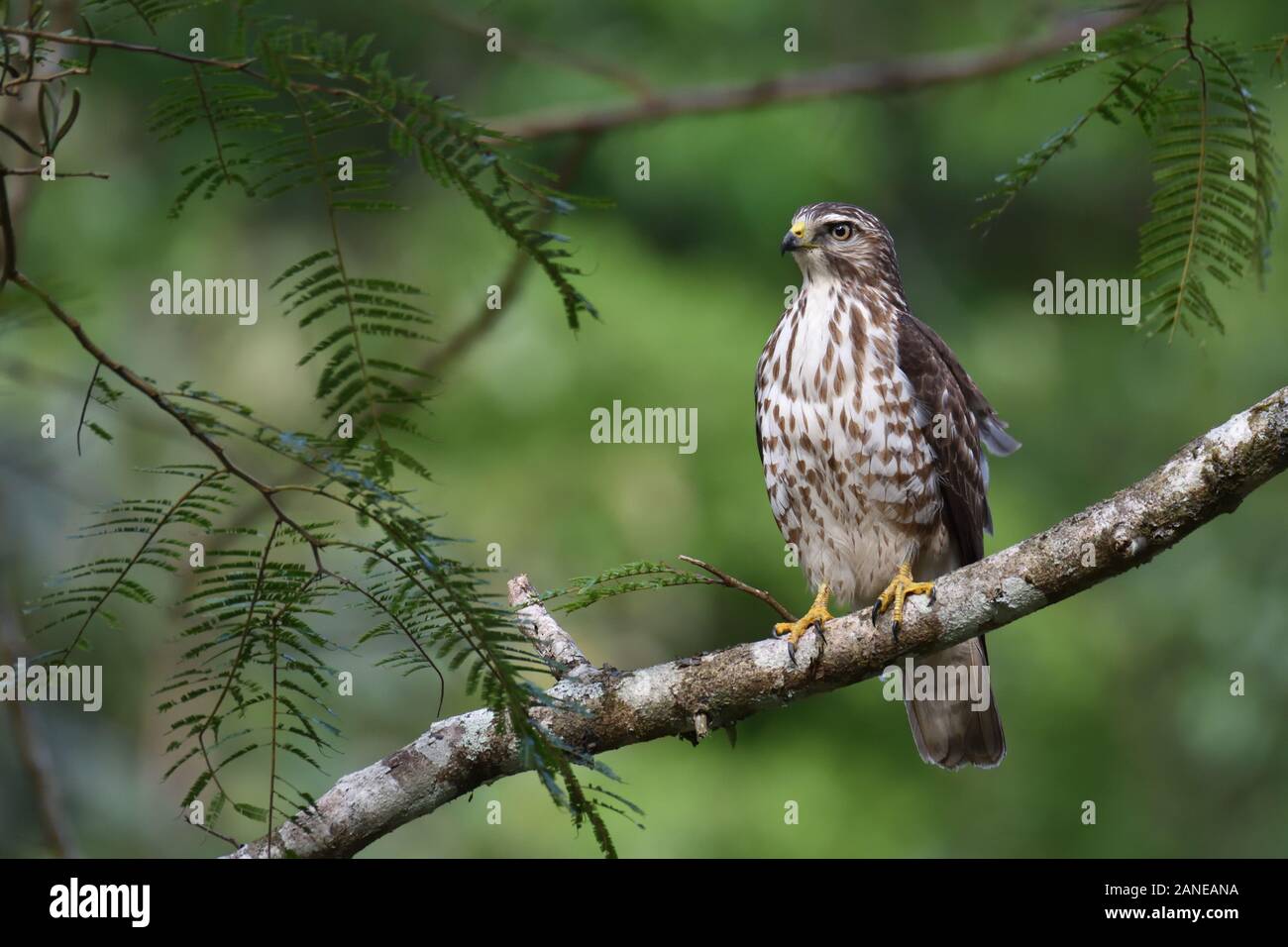 Broad-winged hawk in Costa rican rainforest Stock Photo - Alamy