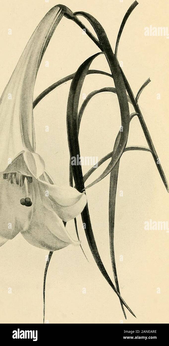 Lilium philippinense hi-res stock photography and images - Alamy