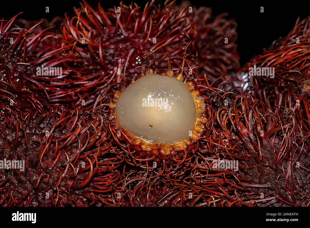 Rambutan tropical fruit.The rambutan is sweet and juicy fruit. Native ...