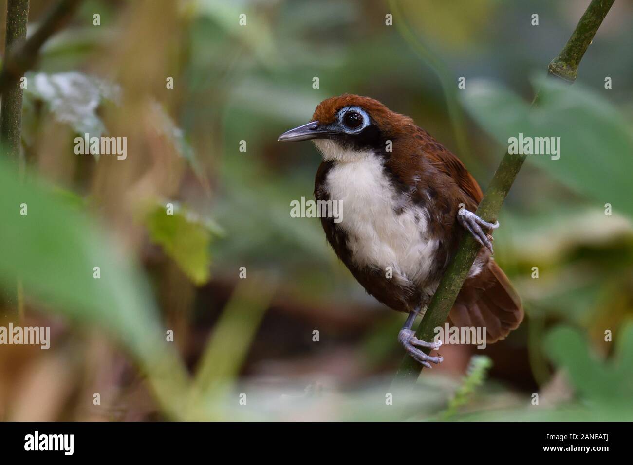 Tropical rainforest insects hi-res stock photography and images - Alamy