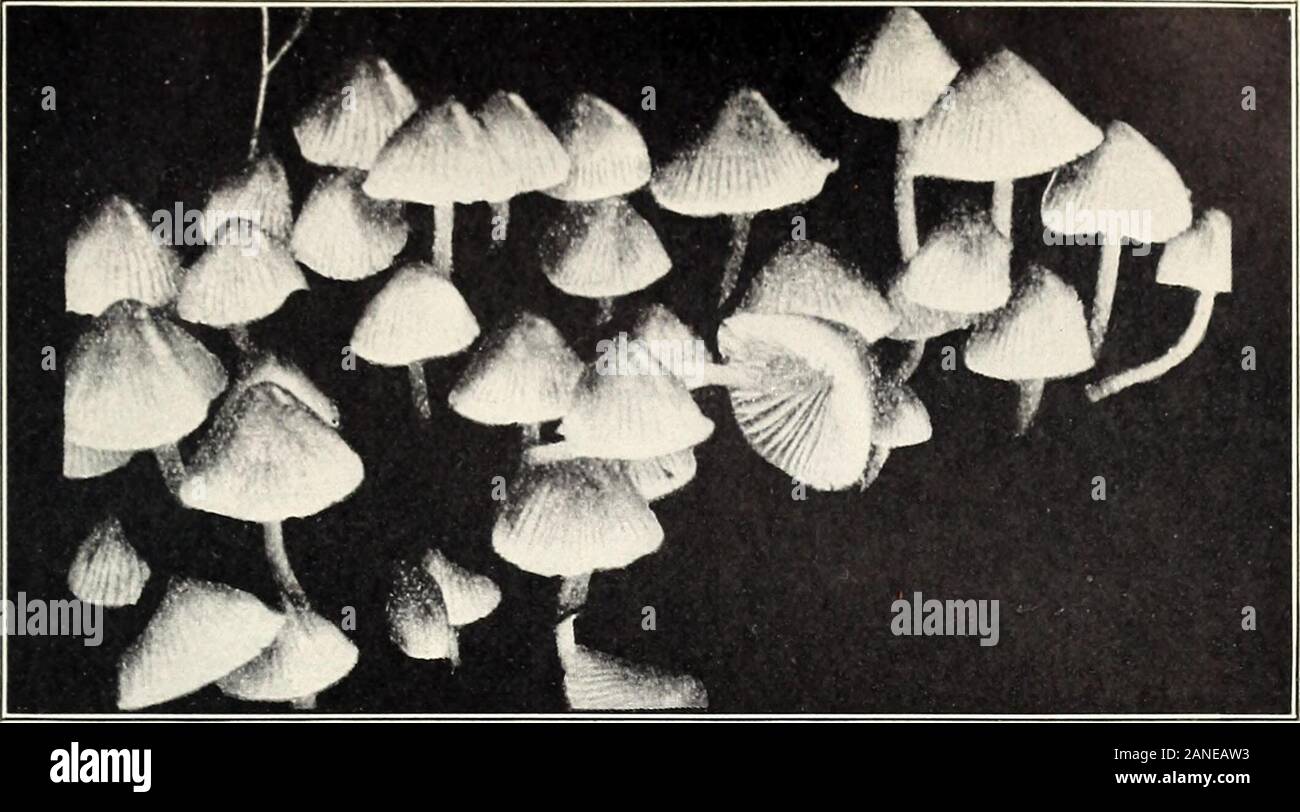 types of fungi other than mushrooms