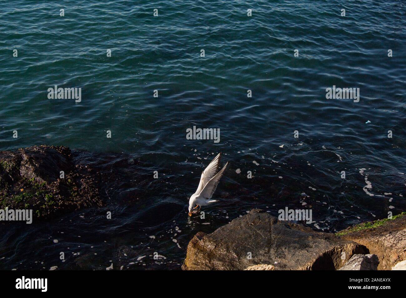 Seagull is seen over the sea water as sea bird Stock Photo - Alamy