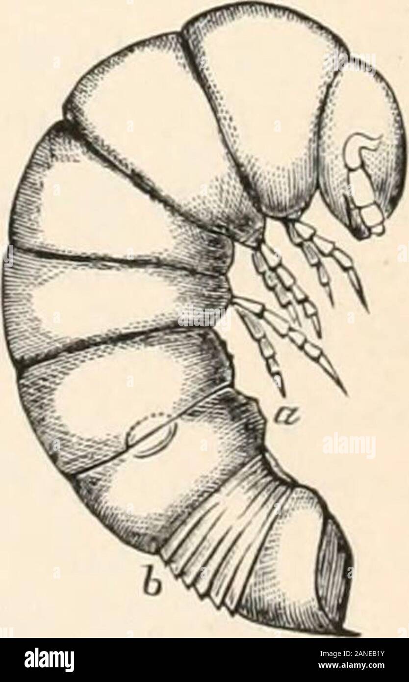 A text-book of entomology, including the anatomy, physiology ...