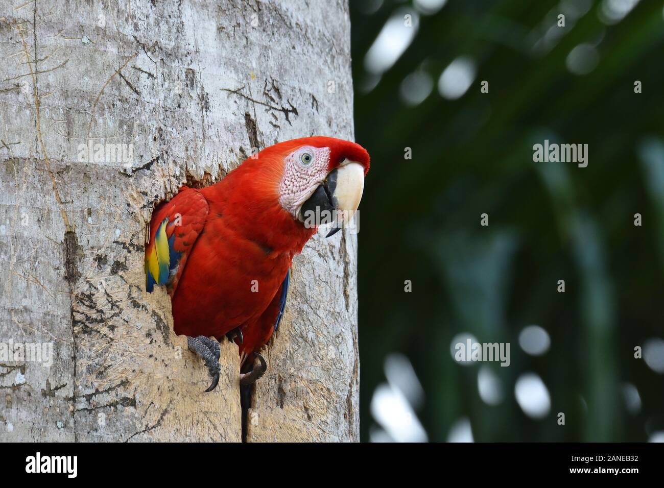A Scarlet Macaw in to the nest in the old palm tree Stock Photo - Alamy