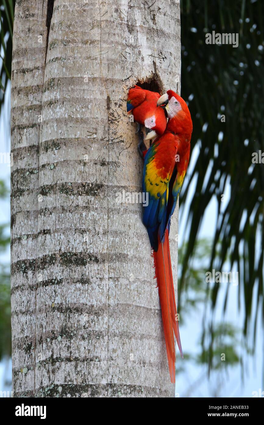 Scarlet Macaw Nest High Resolution Stock Photography and Images - Alamy