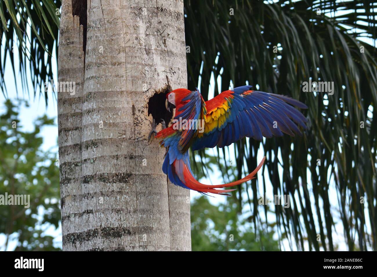 A Scarlet Macaw in to the nest in the old palm tree Stock Photo - Alamy