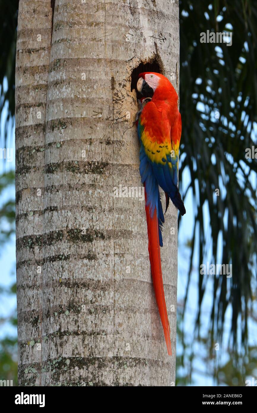 Macaw palm hi-res stock photography and images - Alamy